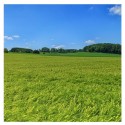 Semences de Prairie pour le cheval | AJC Nature