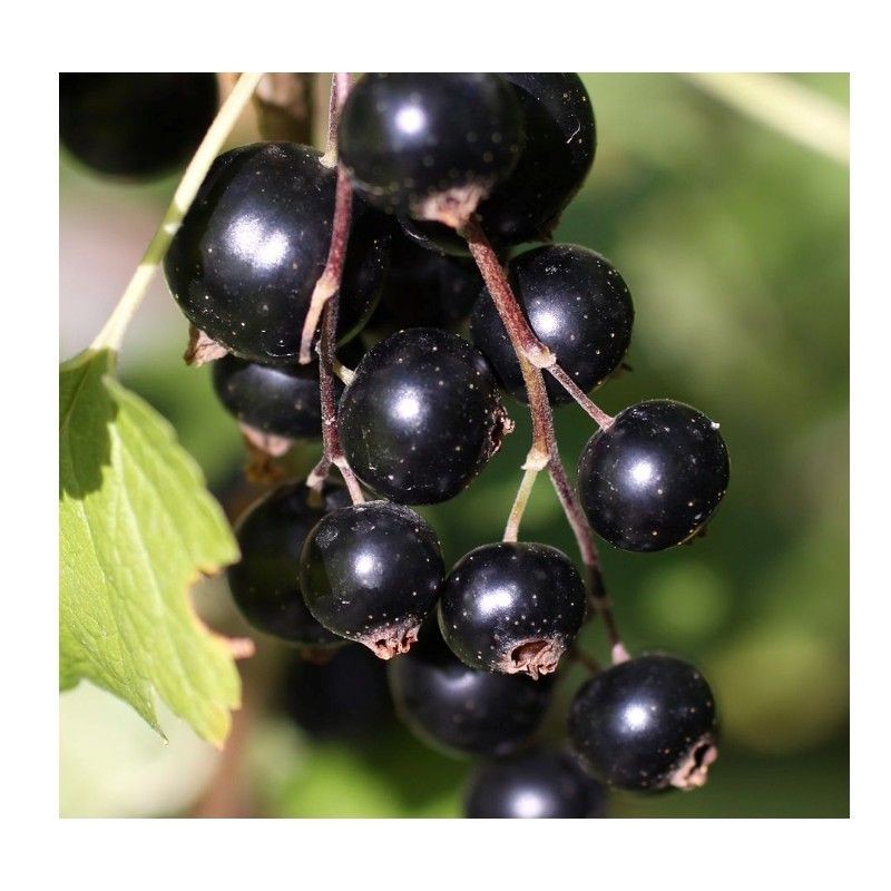 Cassis - Plante médicinale cheval - Anti-inflammatoire | AJC Nature